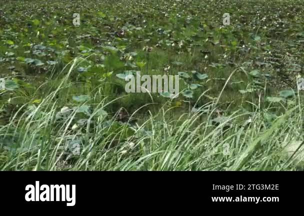 Tropical fragrant grass Stock Videos & Footage - HD and 4K Video Clips ...