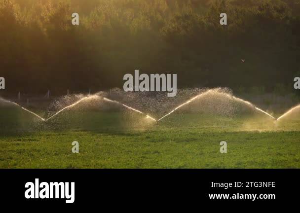 Green agriculture field at golden sunset. Beautiful sun rays ...