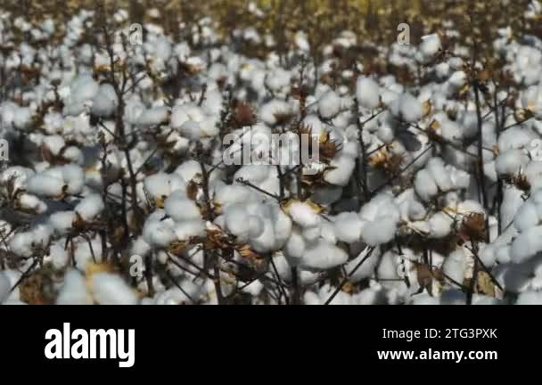 Field of cotton Stock Videos & Footage - HD and 4K Video Clips - Alamy