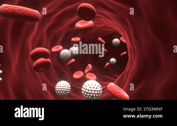 Medical 3d Animation of Red Blood Cells Flow Through Blood Vessel In ...