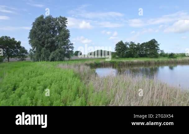 Drone takes off low angle over the common reeds, waterfront, flying ...