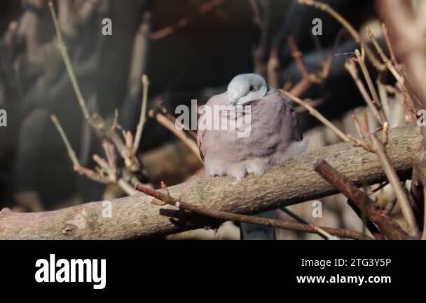 Short wing bird Stock Videos & Footage - HD and 4K Video Clips - Alamy