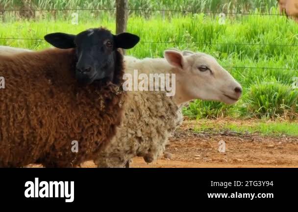 Two farm animals Stock Videos & Footage - HD and 4K Video Clips - Alamy