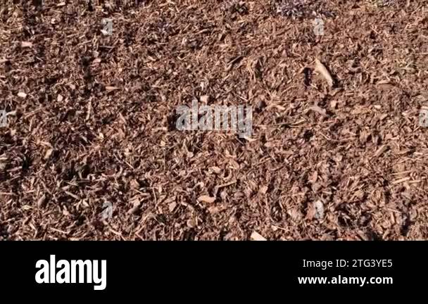 Bark mulch texture Stock Videos & Footage - HD and 4K Video Clips - Alamy
