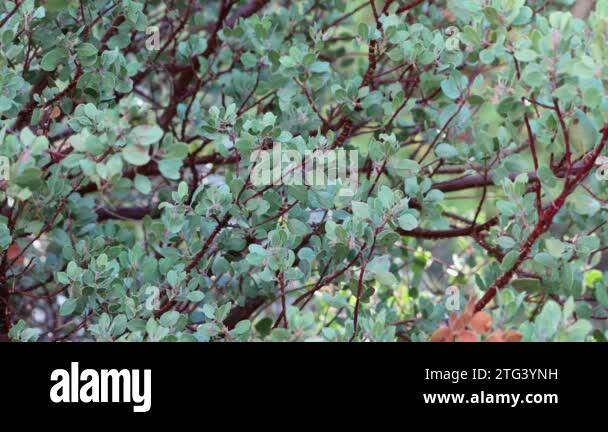 Exquisitely clad native Arctostaphylos Parryana reaches upward with ...