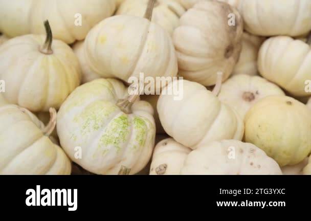 White pumpkin baby boo Stock Videos & Footage - HD and 4K Video Clips ...