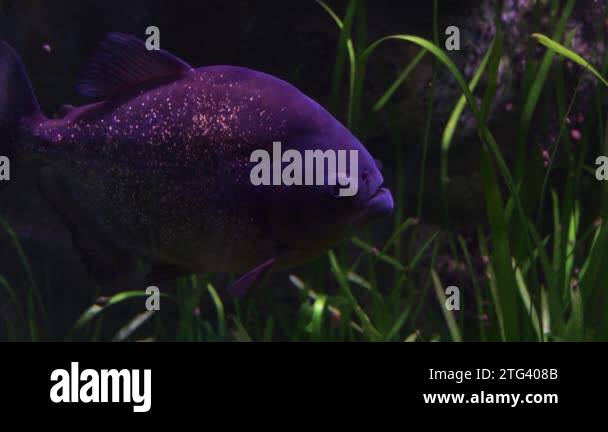 Red bellied piranha fish in a aquario - Pygocentrus nattereri Stock ...