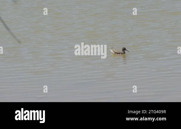 Common sandpiper actitis hypoleucos river Stock Videos & Footage - HD ...