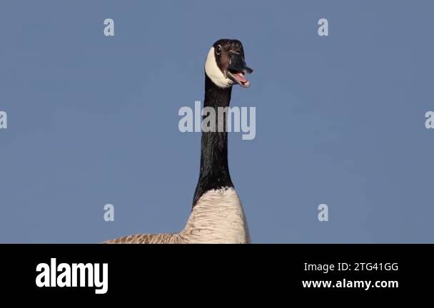 A close up to a Canadian goose, a large wild goose with a black head ...