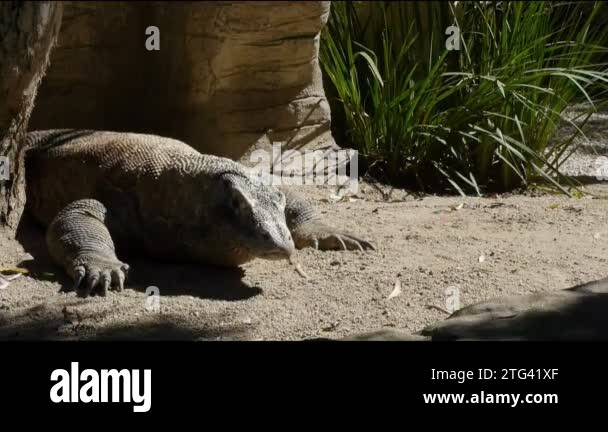 Scary komodo dragon Stock Videos & Footage - HD and 4K Video Clips - Alamy