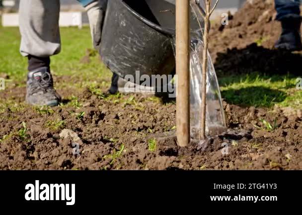 Farmer pours water from a bucket on young tree seedlings in sunny ...