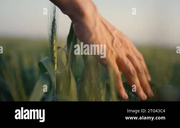 Walk agricultural Stock Videos & Footage - HD and 4K Video Clips - Alamy