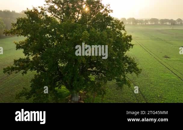 Large lonely oak tree Stock Videos & Footage - HD and 4K Video Clips ...