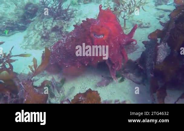 Cuttlefish swimming Stock Videos & Footage - HD and 4K Video Clips - Alamy