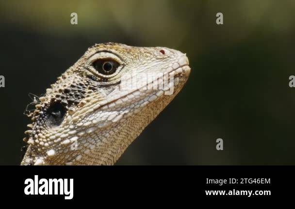 Wrinkled lizard Stock Videos & Footage - HD and 4K Video Clips - Alamy