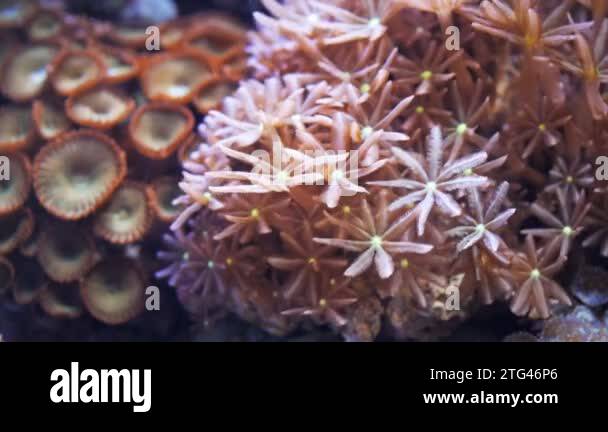 Starburst polyps Stock Videos & Footage - HD and 4K Video Clips - Alamy