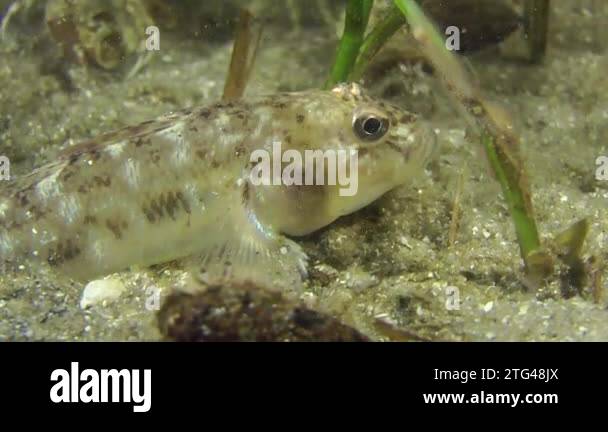 Gobie fluviatile Stock Videos & Footage - HD and 4K Video Clips - Alamy