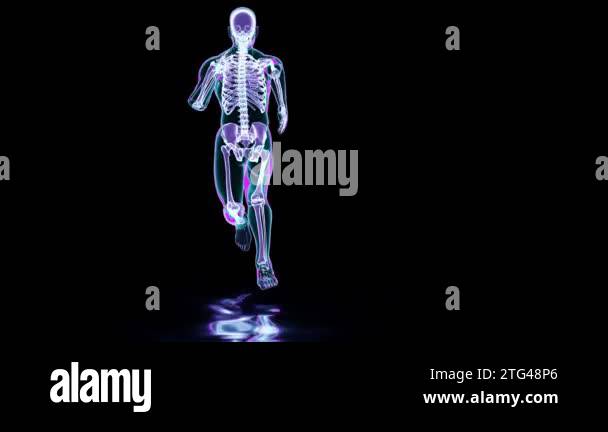 skeleton system of running man, bone Anatomy while run, human physical ...