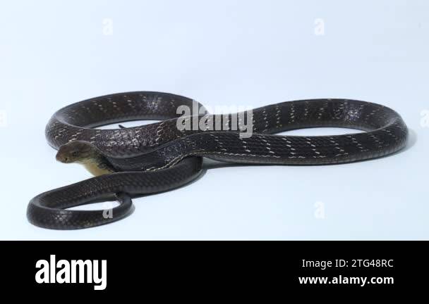 King Cobra (Ophiophagus hannah), a poisonous snake native to southern ...