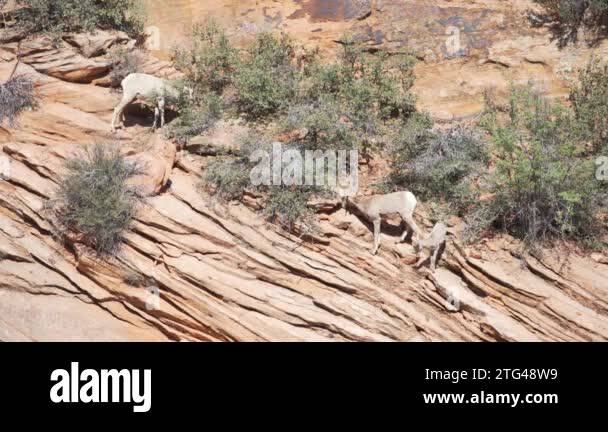 Family of mountain goats grazing on the side of red sandstone cliff in ...
