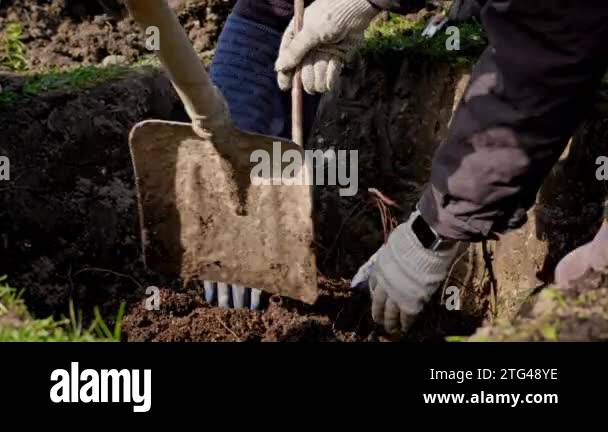 Close-up a farmer plants a tree with a root in fertile soil in a dug ...