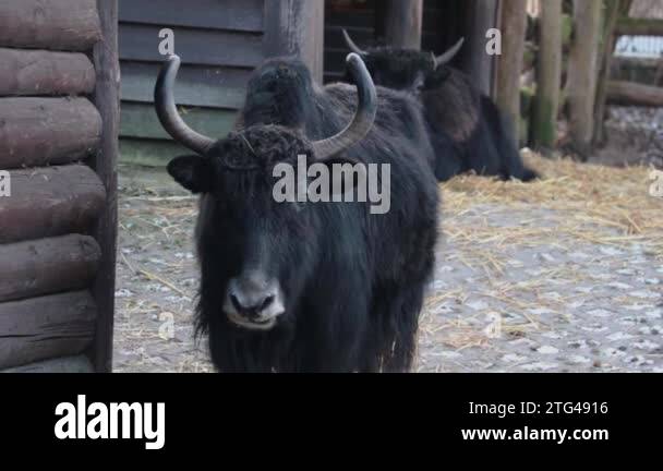Cute black yak chews food. Licks the tongue. Domestic yak. Yak is an ...