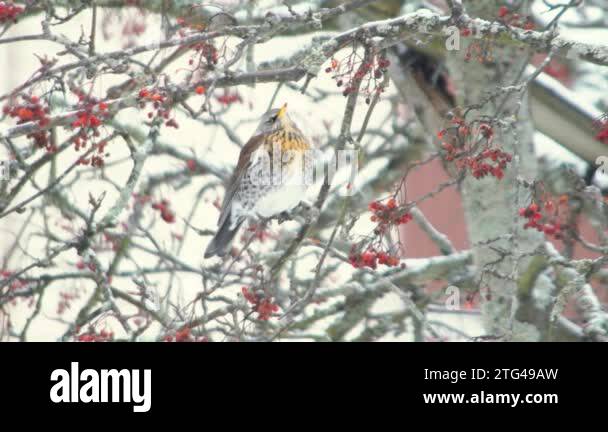 A redwing (Turdus iliacus) Bird eating fruit on a tree in winter. 4K ...