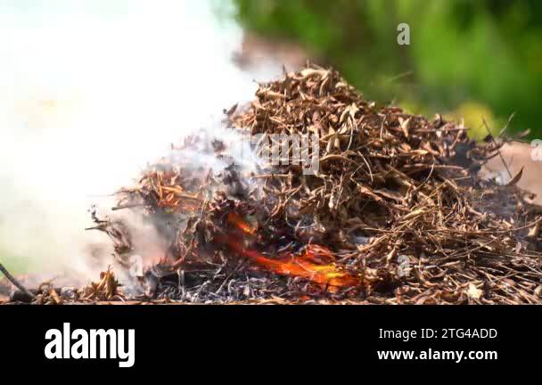 burning dry leaves Flame and smoke from burning leaves Leaf burns are ...