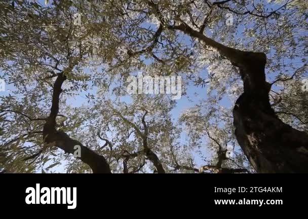 Olive trees plantation field. Process of picking ripe olives harvest ...