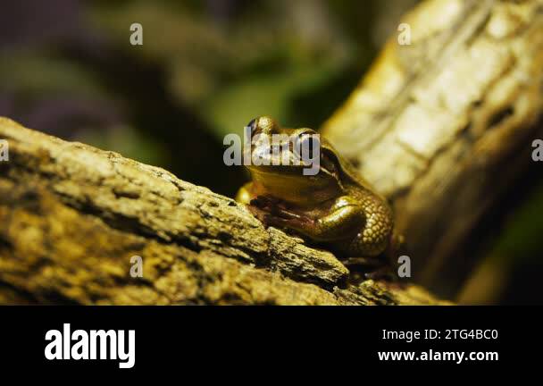 Australian native tree frog Stock Videos & Footage - HD and 4K Video ...
