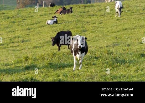 Bega dairy Stock Videos & Footage - HD and 4K Video Clips - Alamy