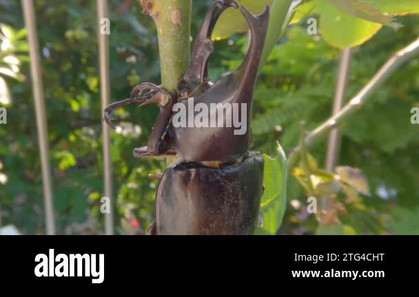 Beetle pest animal Stock Videos & Footage - HD and 4K Video Clips - Alamy