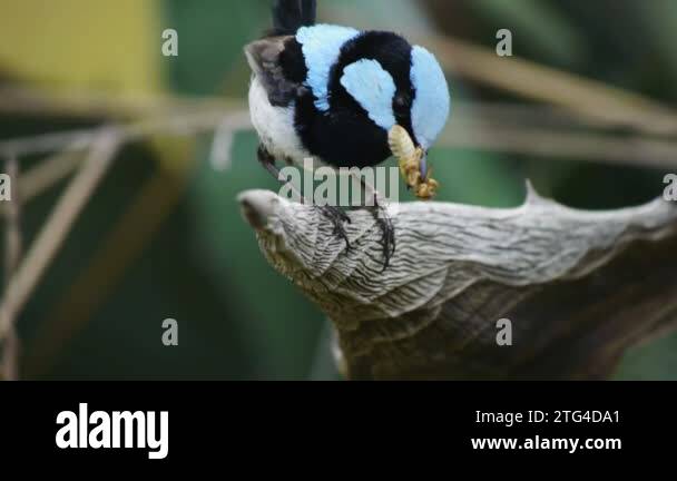 Wren feeding insect Stock Videos & Footage - HD and 4K Video Clips - Alamy