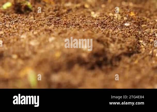 Ant War between two colonies of ants. Battle of ants, Crowds, Army ...