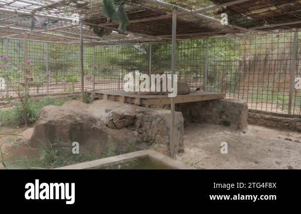 Zoo poverty Stock Videos & Footage - HD and 4K Video Clips - Alamy