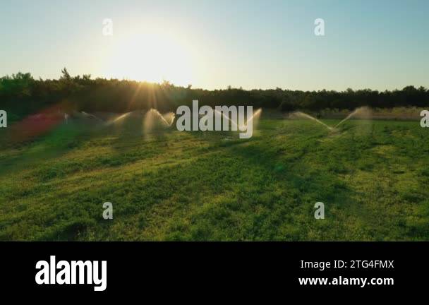 Green agriculture field at golden sunset. Beautiful sun rays ...