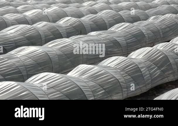 Farm plantation covered under agricultural plastic film tunnel rows ...