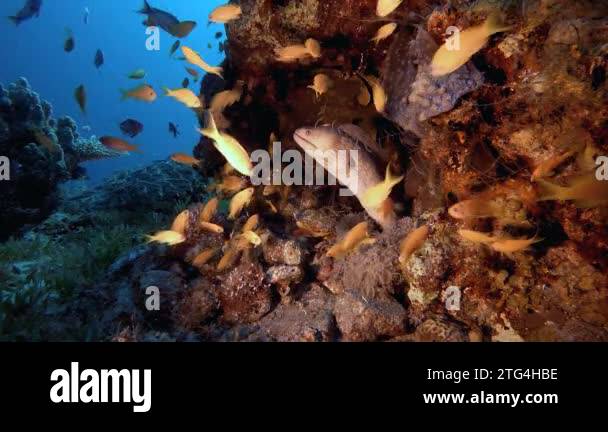 Moray fish underwater marine Stock Videos & Footage - HD and 4K Video ...