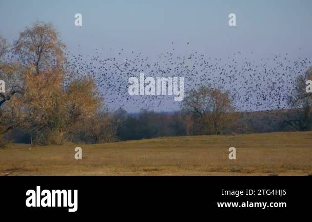 The movement of a huge flock of Common starling (Sturnus vulgaris) in ...
