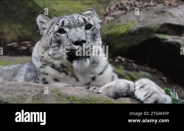 Leopard looking at camera Stock Videos & Footage - HD and 4K Video ...
