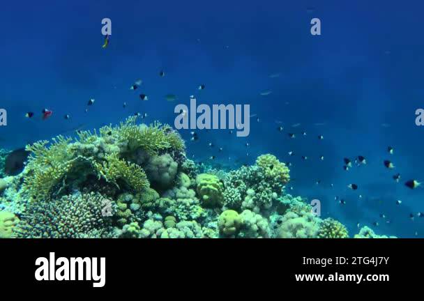 Shoal of Bicolor Damselfish swims above coral reef on blue water ...
