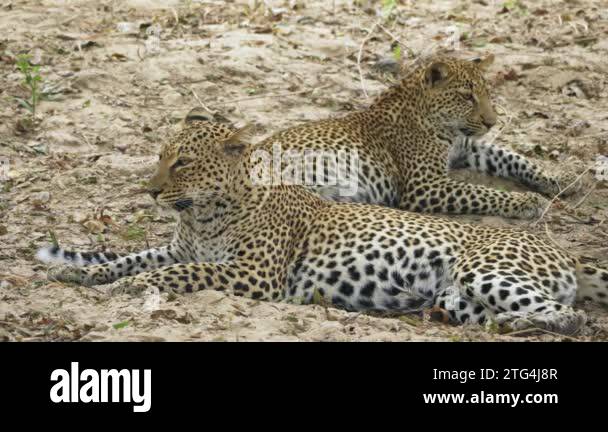 Cub hunting Stock Videos & Footage - HD and 4K Video Clips - Alamy