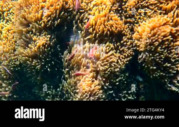 Cute anemone fish playing on the coral reef. Beautiful color clownfish ...
