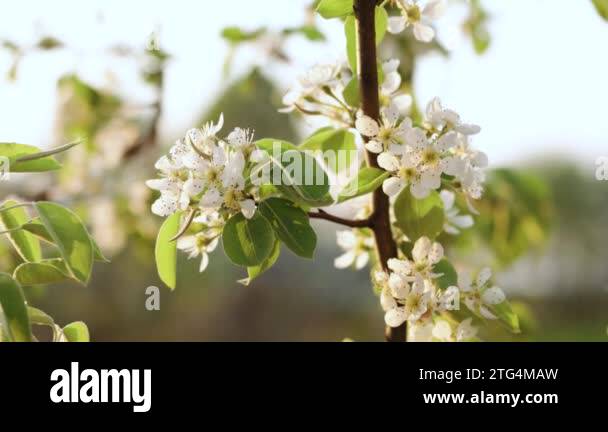 Branches young pear tree Stock Videos & Footage - HD and 4K Video Clips ...