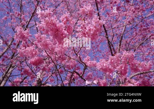 Cherry blossom petals beautiful plant Stock Videos & Footage - HD and ...
