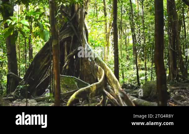 Buttress roots giant trees Stock Videos & Footage - HD and 4K Video ...
