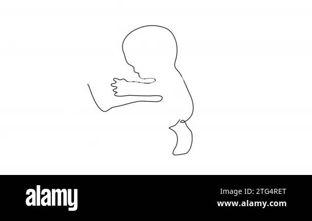 Self-drawing of an embryo in one line on a white screen. The concept of ...