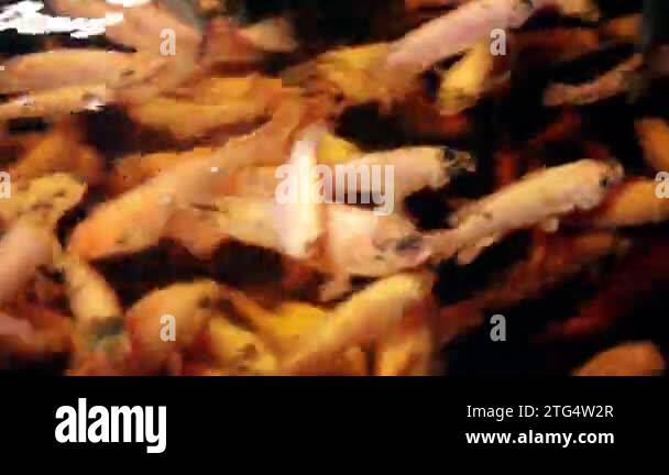 Fish farm. Flocks of pink tilapia - fish of St. Peter. Breeding fish in ...