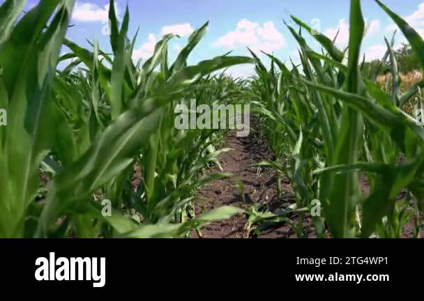 Maize plants growing in windy Stock Videos & Footage - HD and 4K Video ...