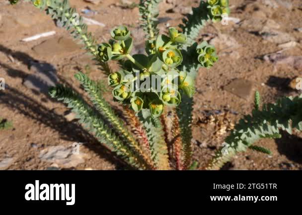 Euphorbia myrsinites (myrtle spurge) in desert sand. Nature background ...